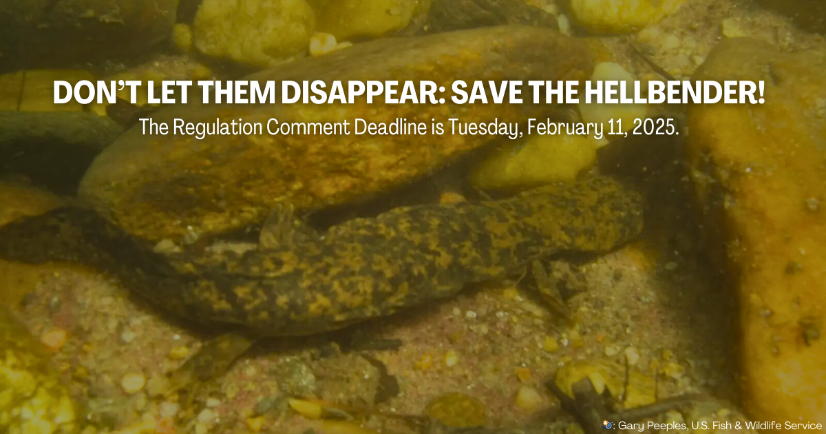 Don’t Let Them Disappear: Save the Hellbender! →